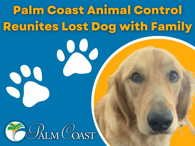 Palm Coast Animal Control Reunites Lost Dog with Family | Palm Coast ...